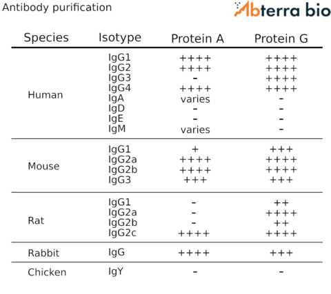 Antibody Reference Guide Cheat Sheet - Abterra Biosciences