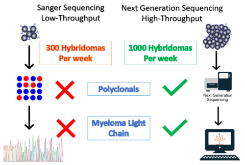 High-Throughput Hybridoma Sequencing - Abterra Biosciences